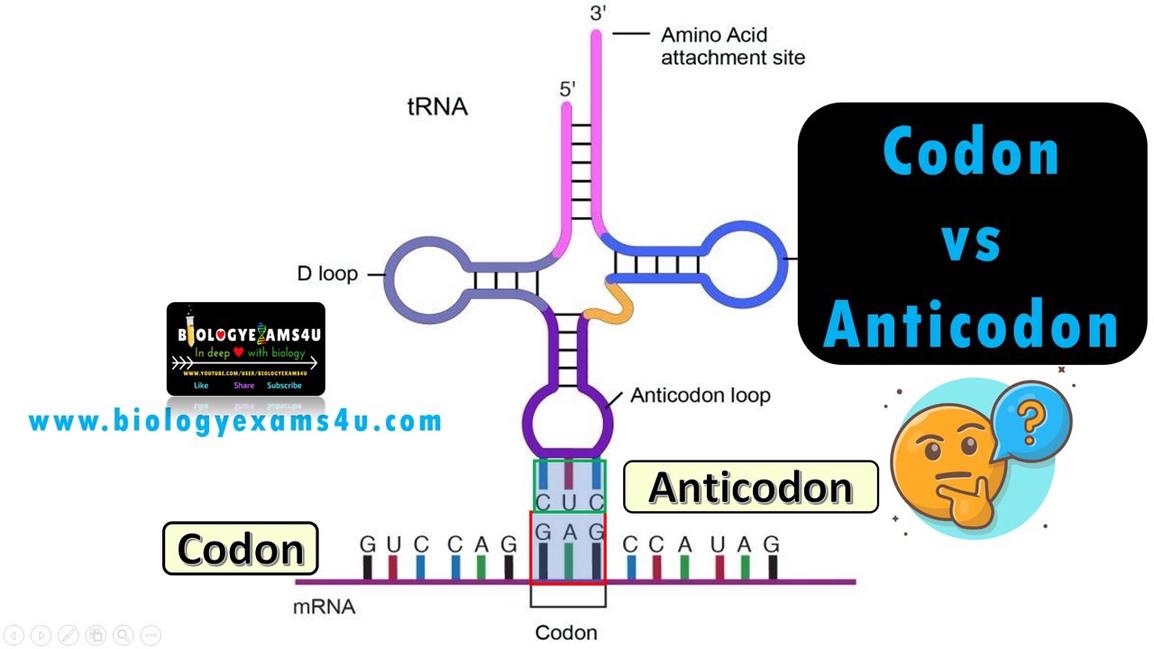 Difference Between Codon And Anticodon With Examples
