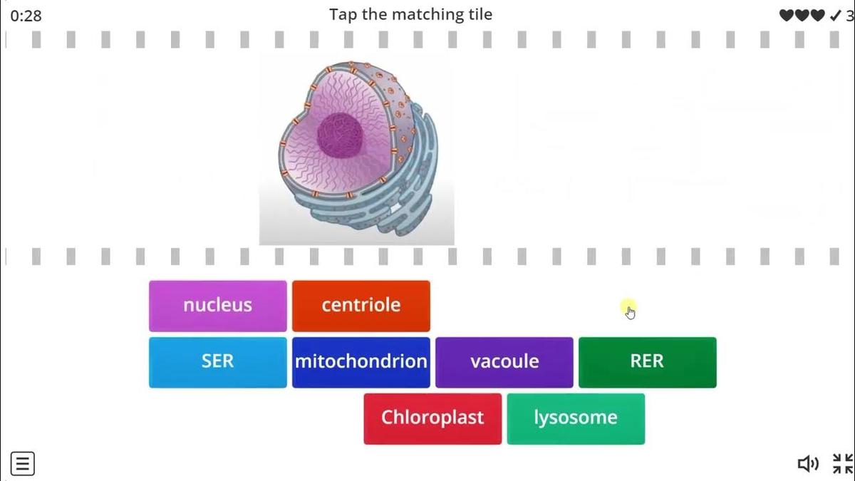 Learn Cell Organelles and their Image in a Minute
