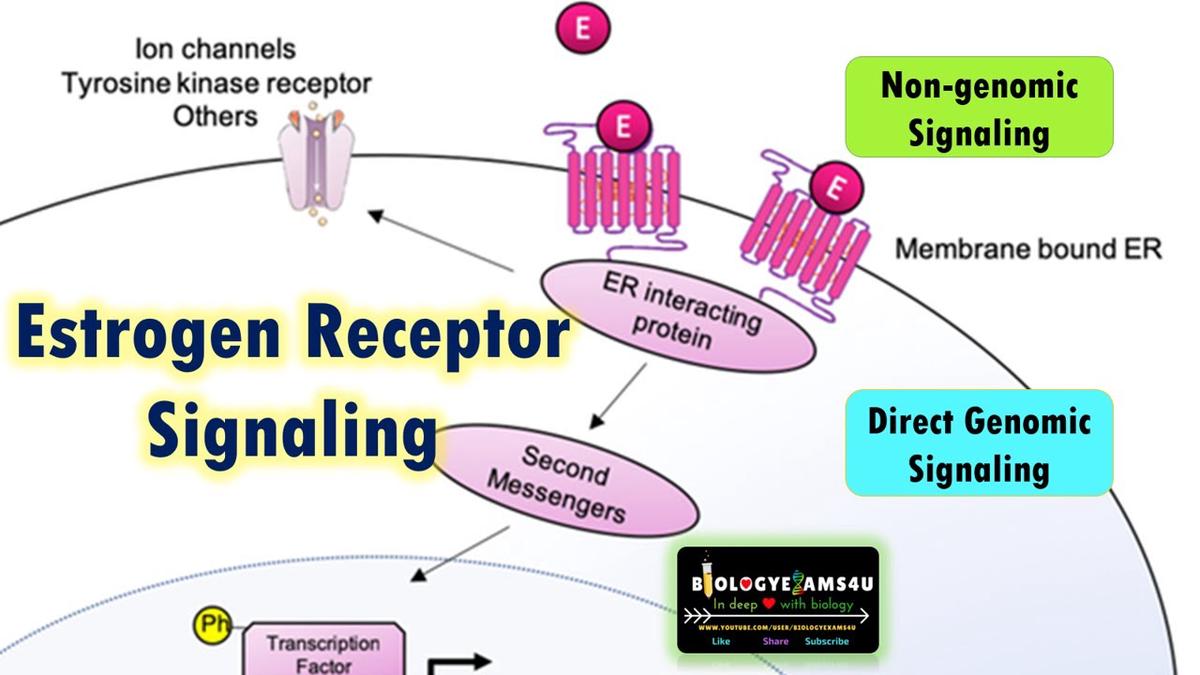 Estrogen Signaling Pathway Steps Genomic And Nongenomic Pathways Of