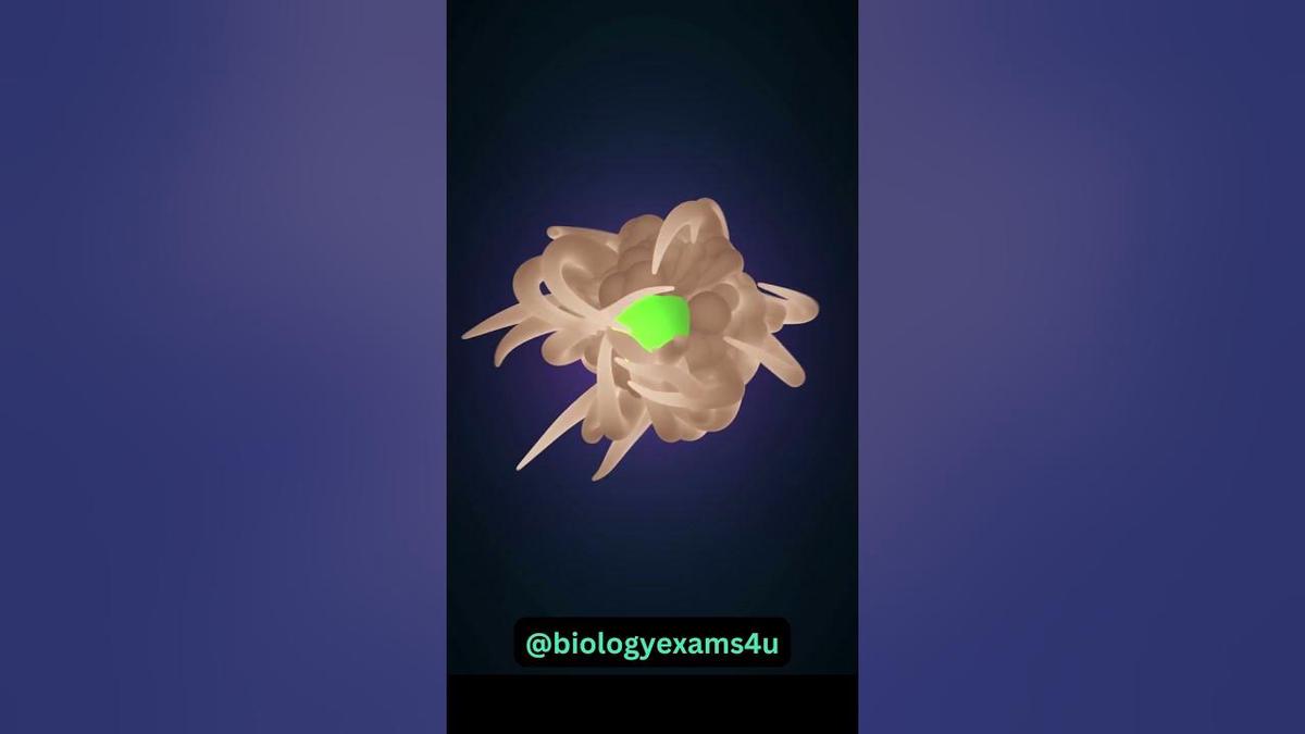 Immune Cells destroying Virus Infected Cells | 3D Animation