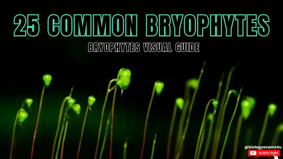 Exploring Nature: Know the 25 Common Bryophytes| Bryophyte ...