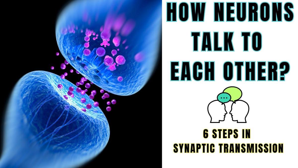 How Neurons "talk" to each other? 6 Steps in Synaptic Transmission ...