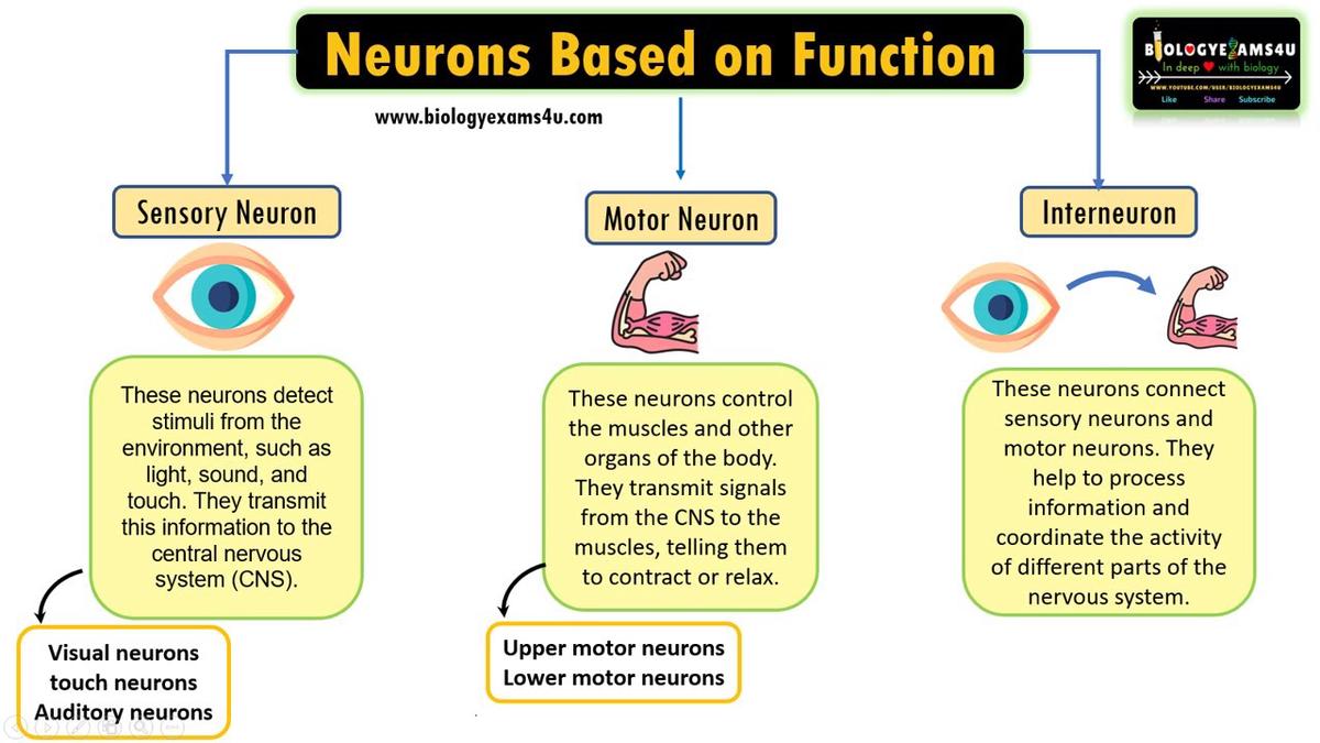 Classification of Neuron based on function|| Sensory Neuron, Motor Neuron and Interneuron