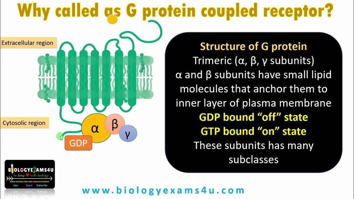 Structure of GPCR @biologyexams4u
