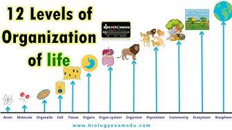 Levels of Biological Organization of Life || 12 Levels from Atom to the ...