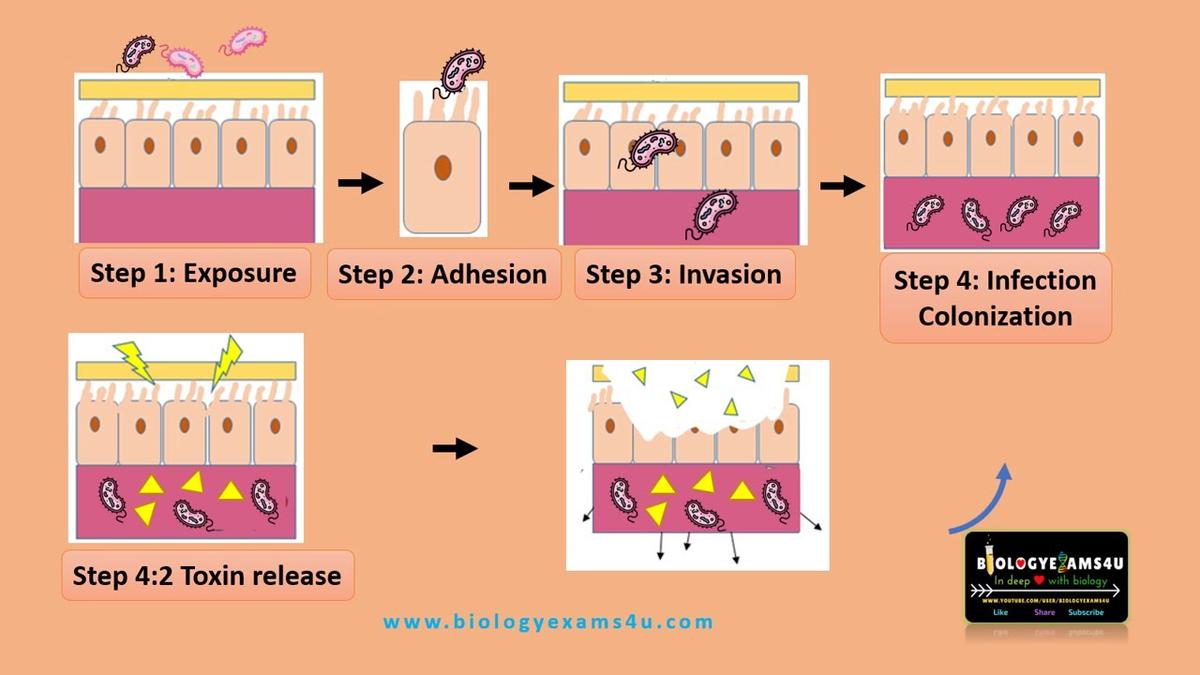 Bacterial Pathogenesis || 4 Stages and Mechanism of Bacterial Pathogenesis