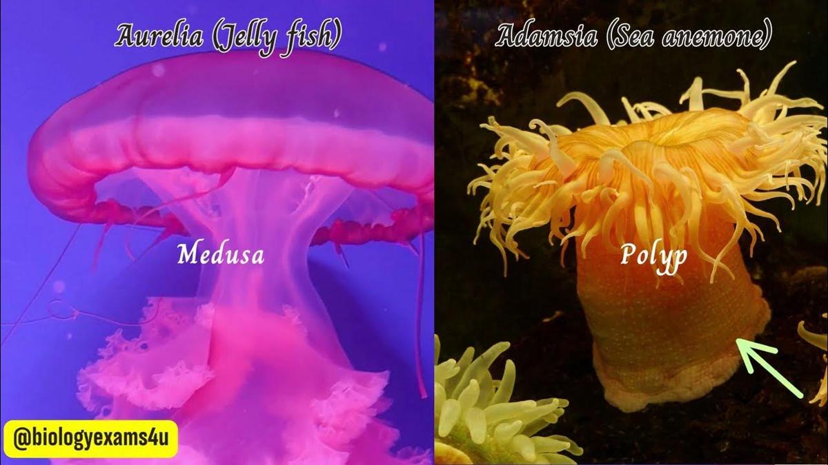 Phylum Cnidaria (Coelenterates) -Characteristics and Examples | Animal ...