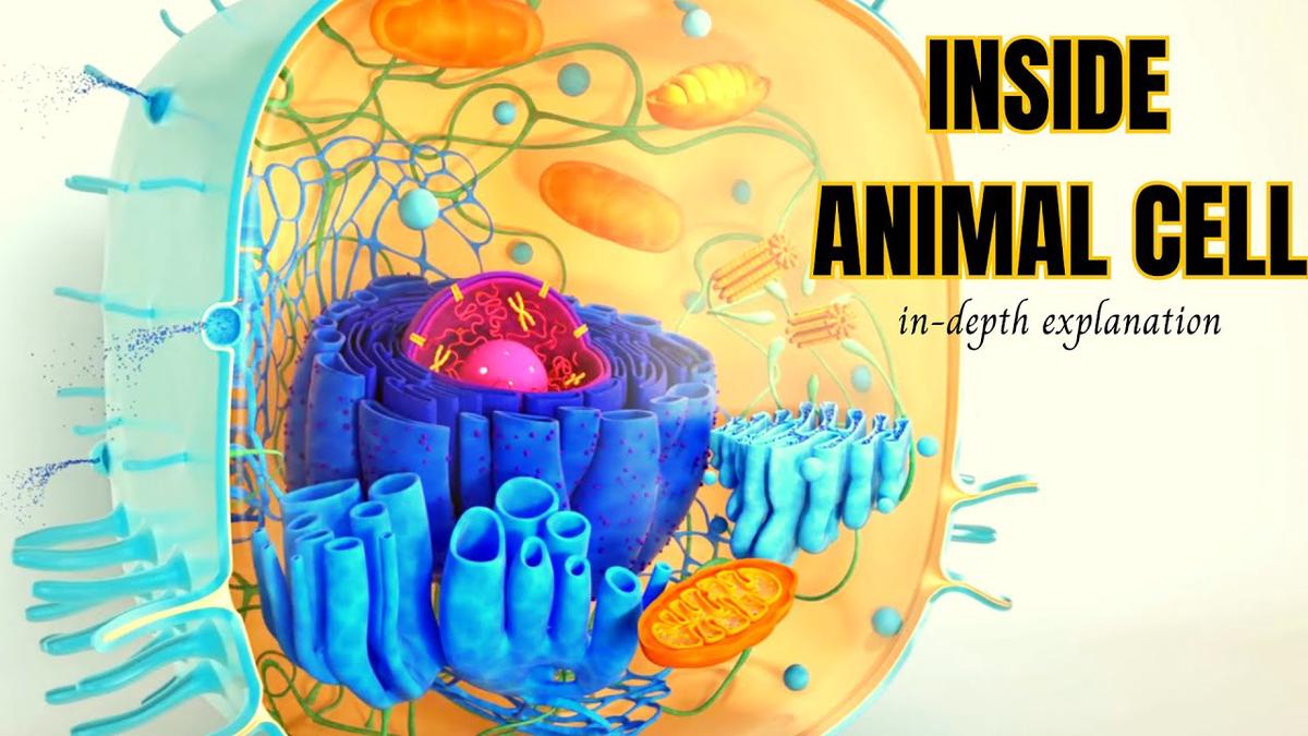 Animal Cell Structure || 3D Animation In-depth Explanation