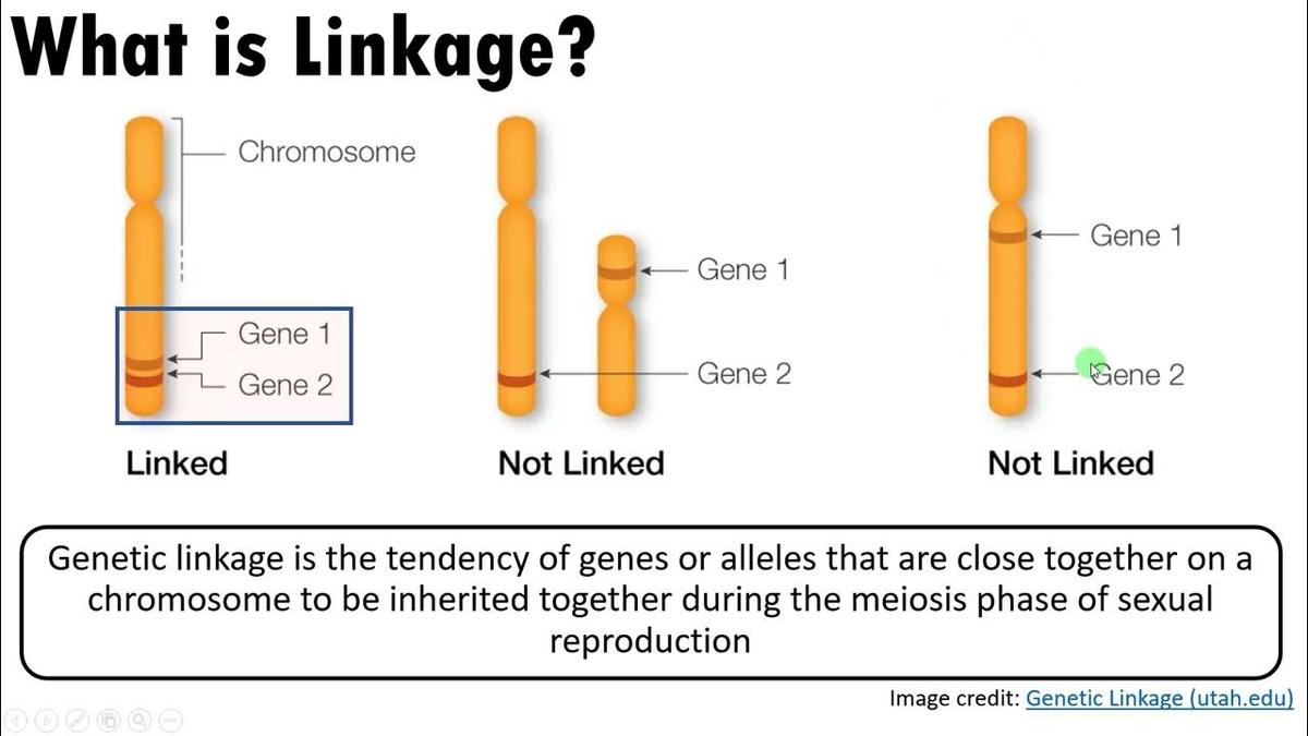 The relationship between Linkage, Independent Assortment, Crossing Over ...